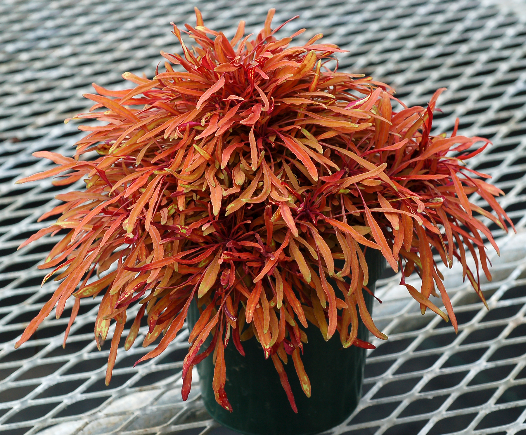 Coleus FANCY FEATHERS™ Copper | TERRA NOVA® Nurseries, Inc.