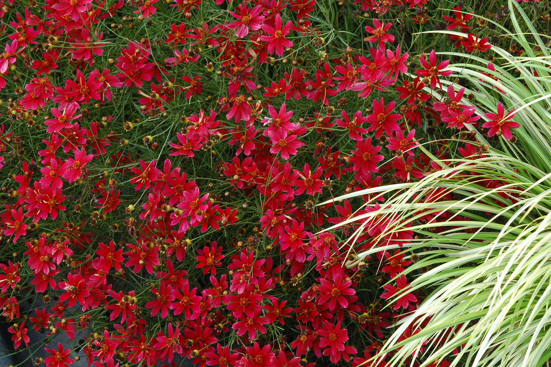 Coreopsis ‘Center Stage’ | TERRA NOVA® Nurseries, Inc.