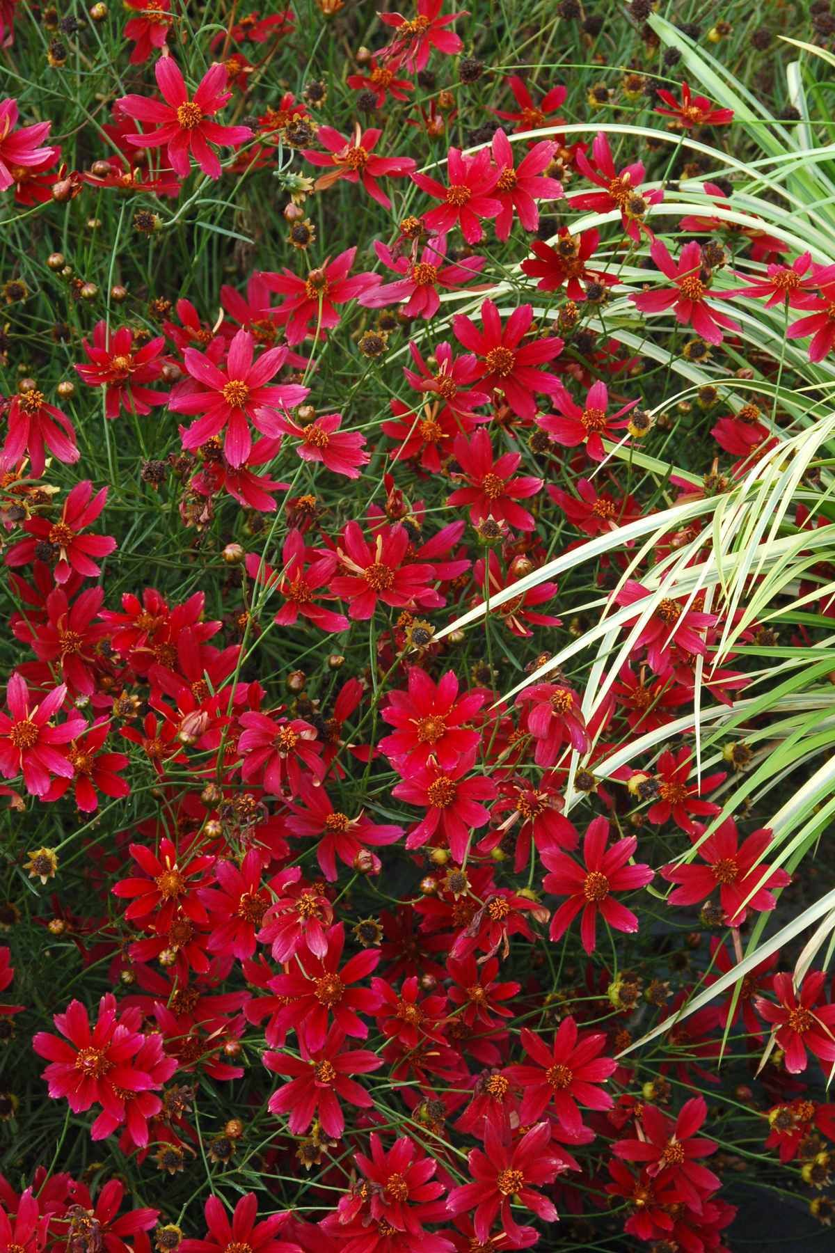 Coreopsis ‘Center Stage’ | TERRA NOVA® Nurseries, Inc.