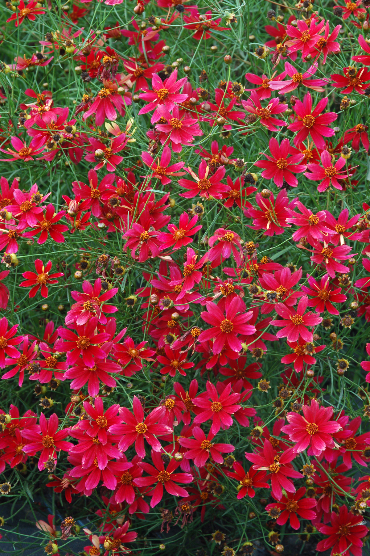 Coreopsis ‘Center Stage’ | TERRA NOVA® Nurseries, Inc.