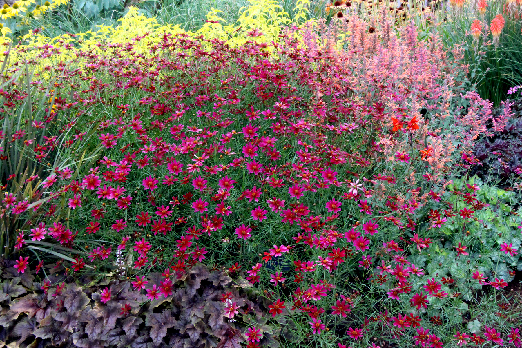Coreopsis ‘Center Stage’ | TERRA NOVA® Nurseries, Inc.