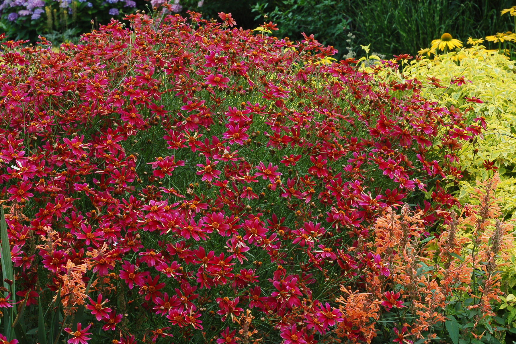 Coreopsis ‘Center Stage’ | TERRA NOVA® Nurseries, Inc.