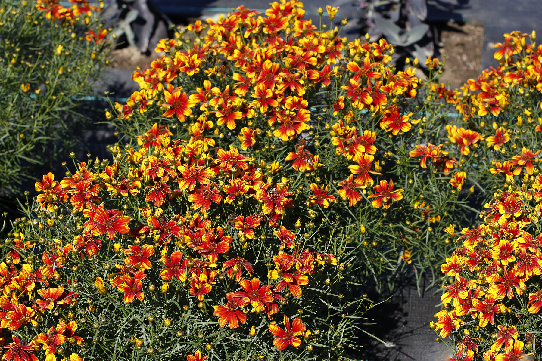 Coreopsis SUNSTAR™ ‘Orange’ | TERRA NOVA® Nurseries, Inc.