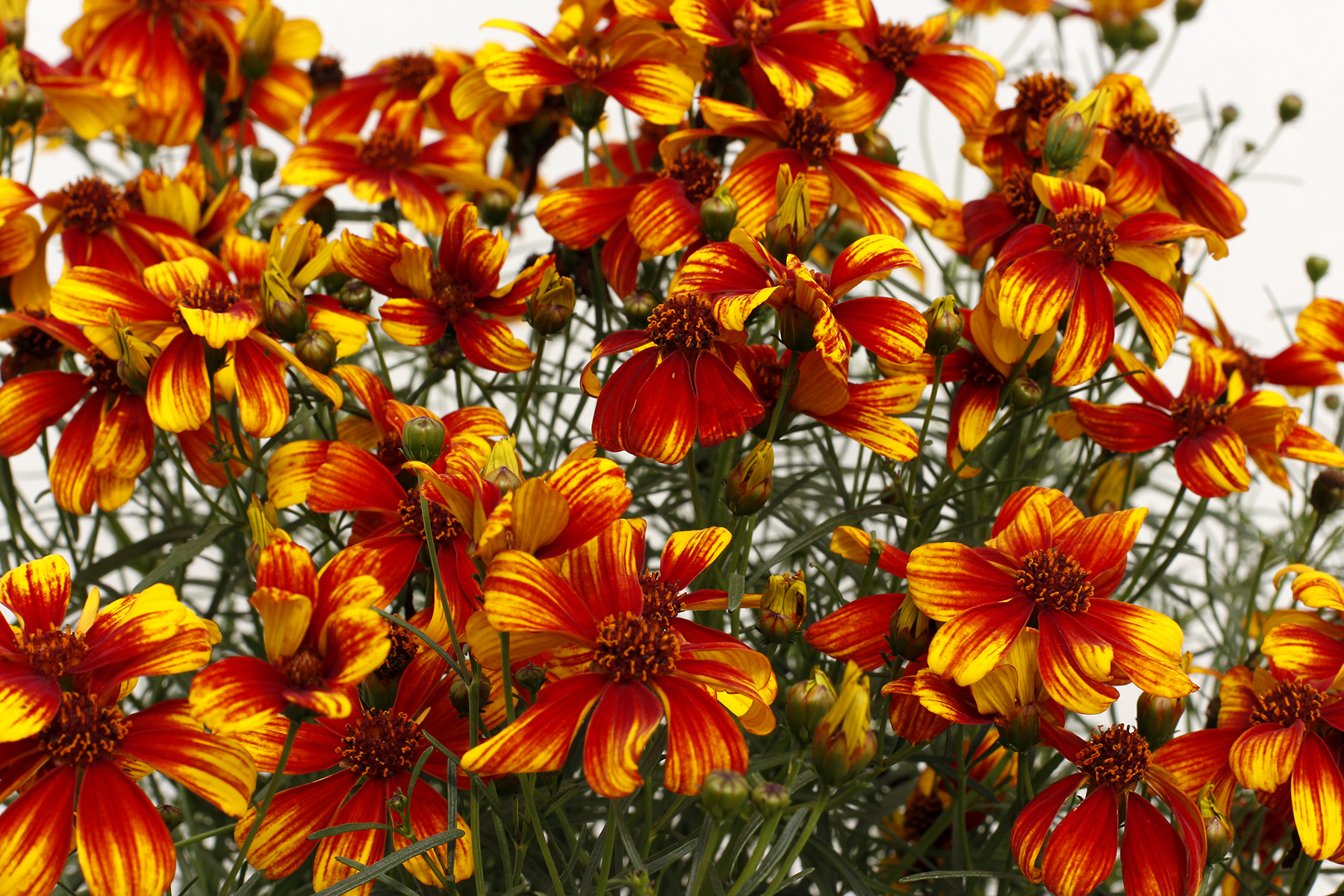 Coreopsis SUNSTAR™ ‘Orange’ | TERRA NOVA® Nurseries, Inc.