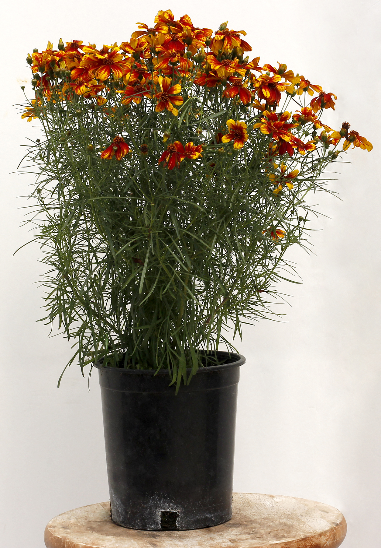 Coreopsis SUNSTAR™ ‘Orange’ | TERRA NOVA® Nurseries, Inc.