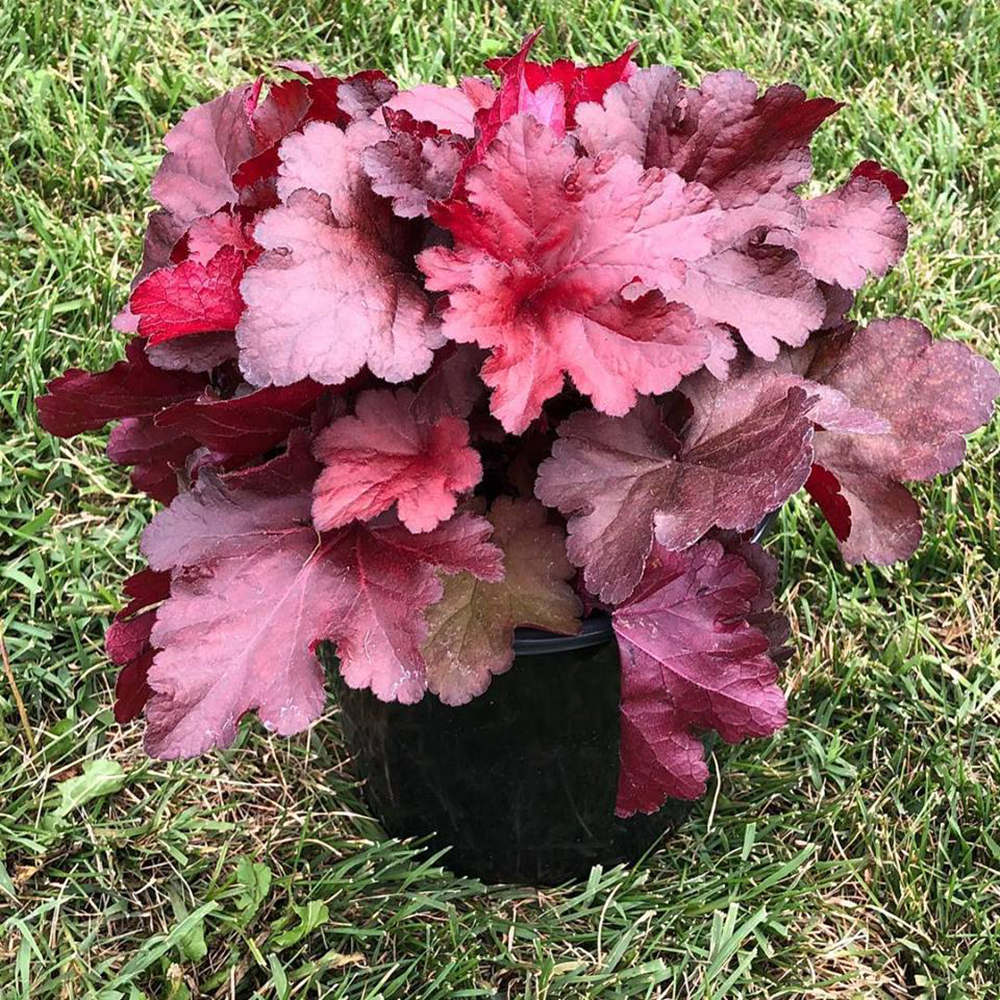Heuchera FOREVER® ‘Red’ | TERRA NOVA® Nurseries, Inc.