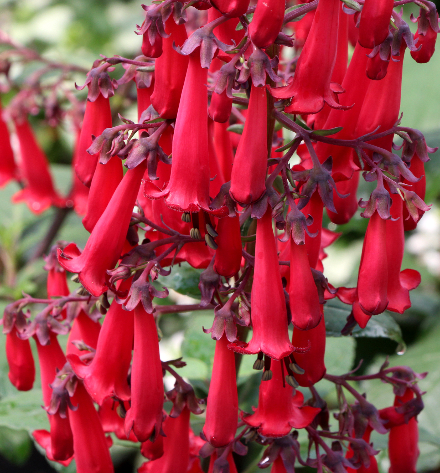 Phygelius COLORBURST™ ‘Deep Red’ | TERRA NOVA® Nurseries, Inc.