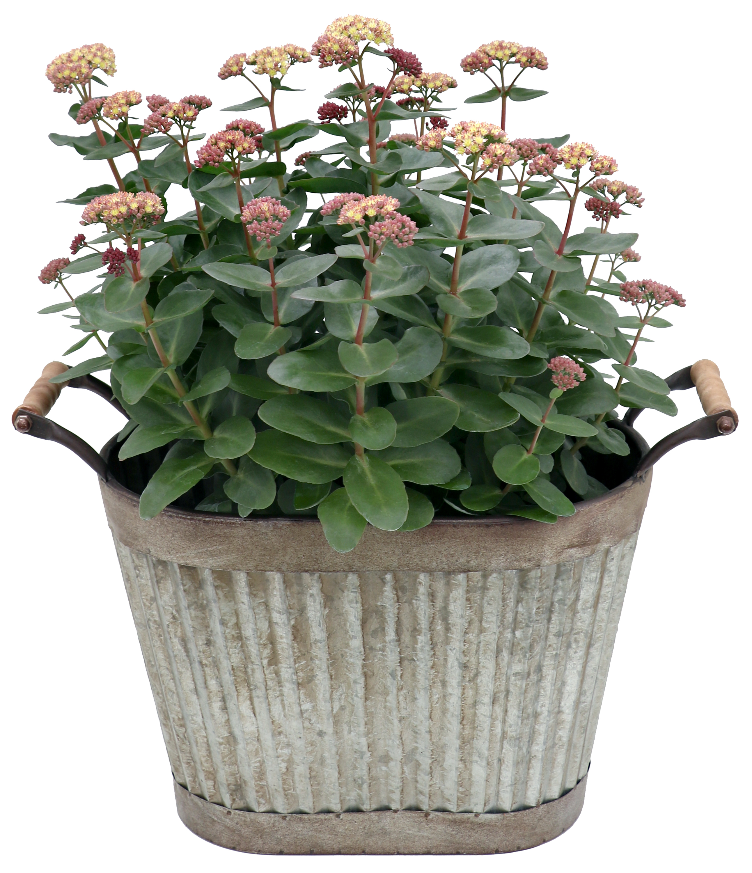 Sedum ‘Conga Line’ | TERRA NOVA® Nurseries, Inc.