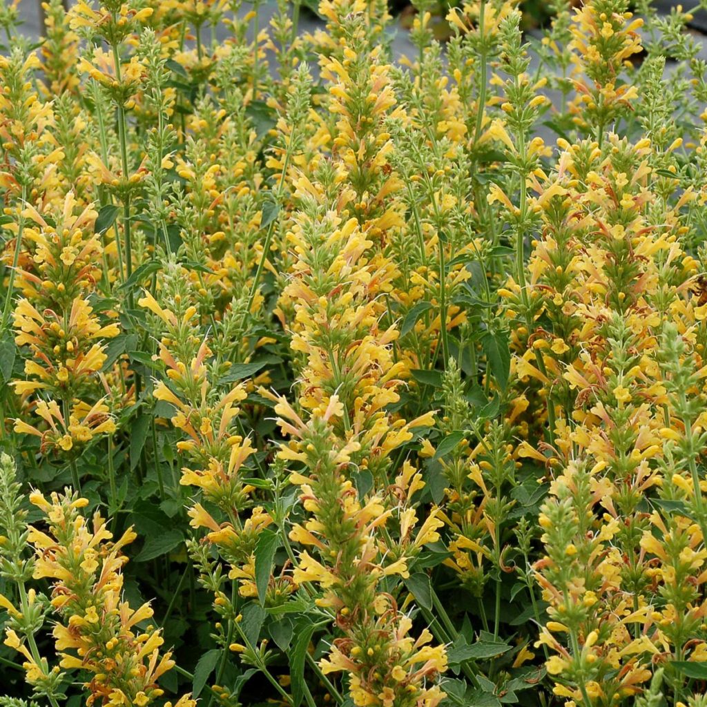 Agastache ‘Kudos Yellow’ | TERRA NOVA® Nurseries, Inc.