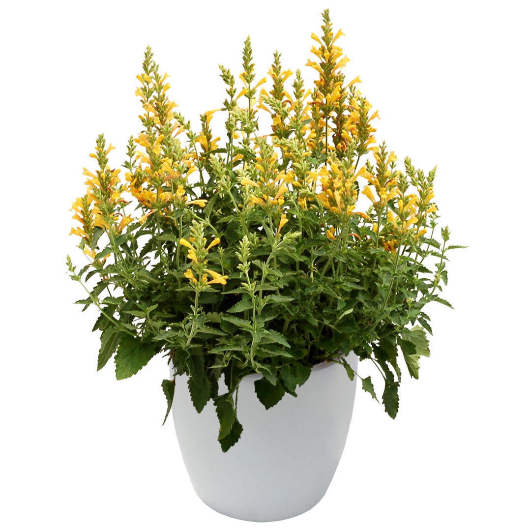 Agastache ‘Kudos Yellow’ | TERRA NOVA® Nurseries, Inc.