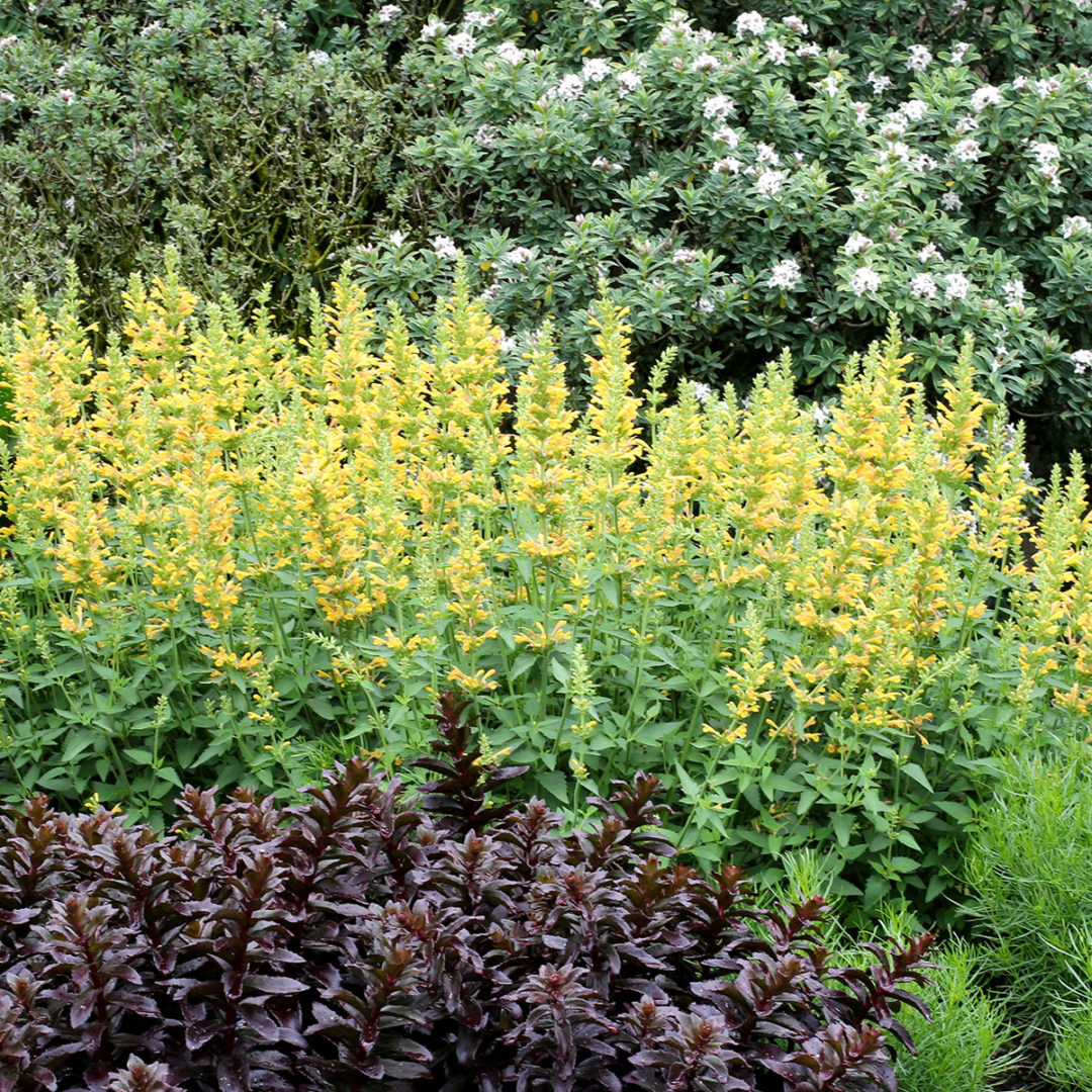 Agastache ‘Kudos Yellow’ | TERRA NOVA® Nurseries, Inc.