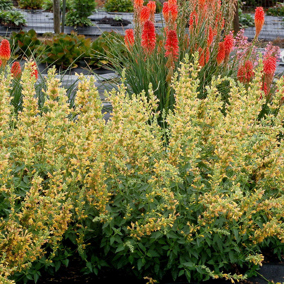 Agastache ‘Kudos Yellow’ | TERRA NOVA® Nurseries, Inc.