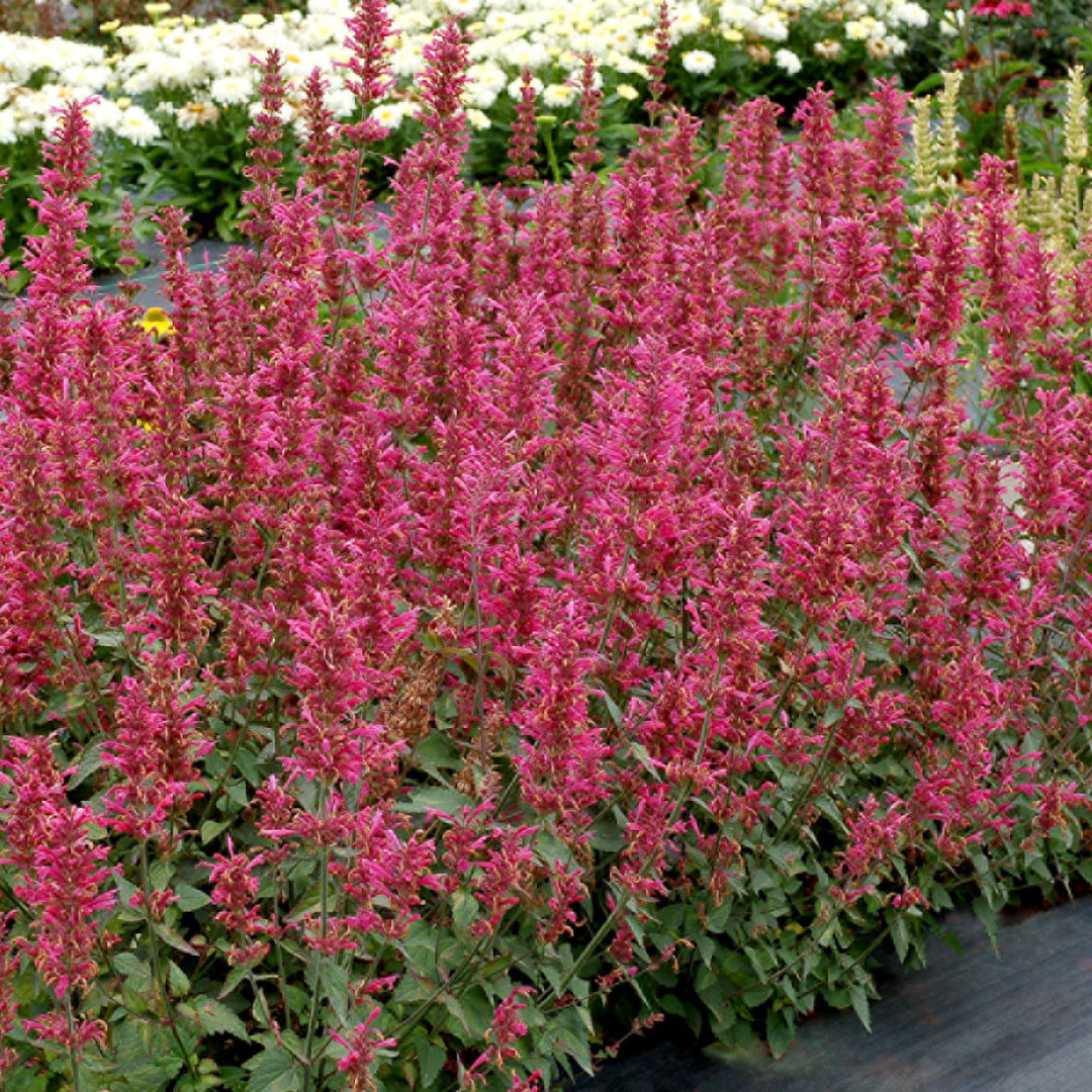 Agastache ‘Morello’ | TERRA NOVA® Nurseries, Inc.