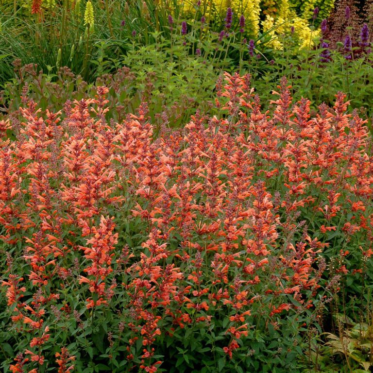 Agastache ‘Summer Sunset’ | TERRA NOVA® Nurseries, Inc.