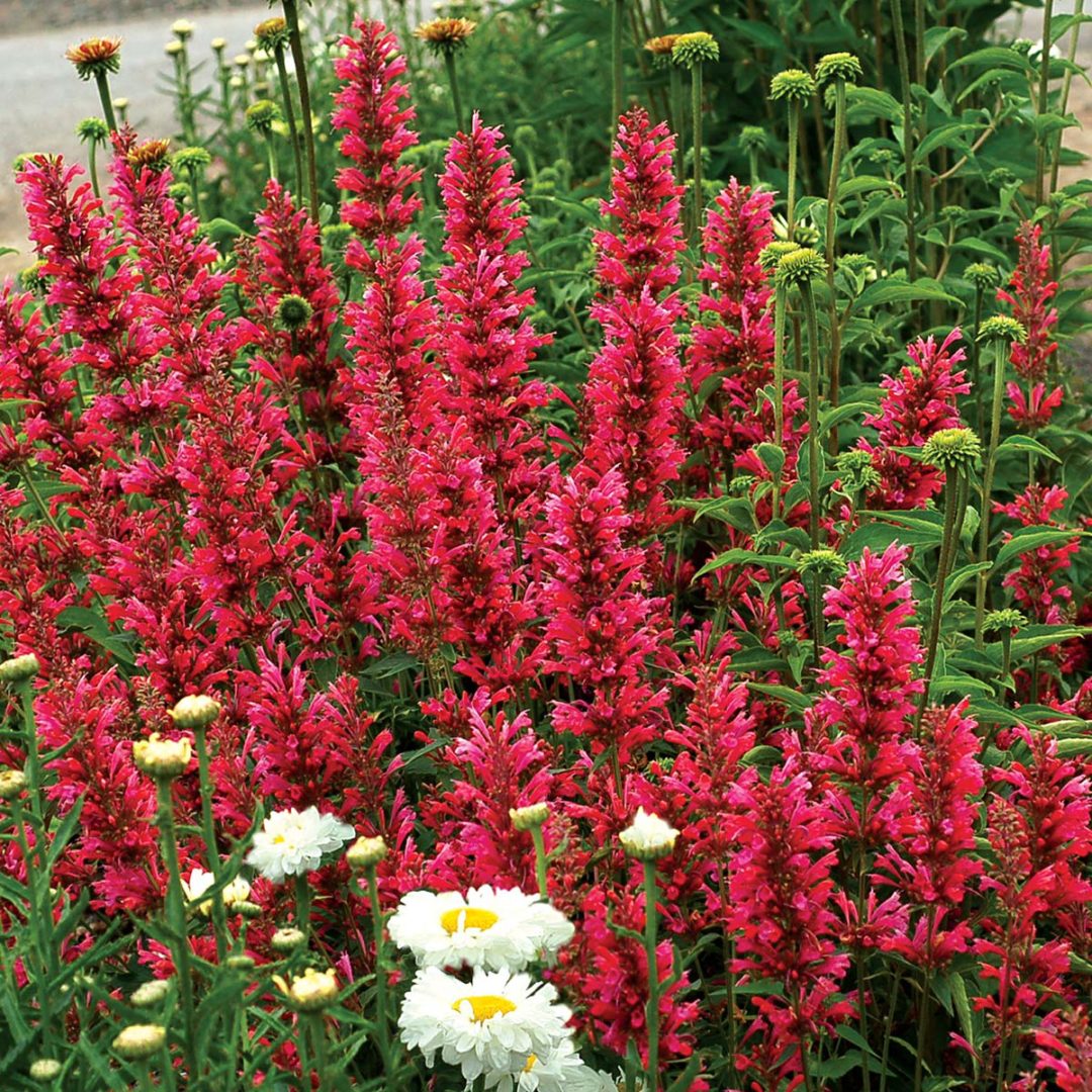 Agastache ‘Raspberry Summer’ | TERRA NOVA® Nurseries, Inc.