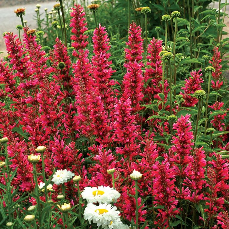 Agastache ‘Raspberry Summer’ | TERRA NOVA® Nurseries, Inc.