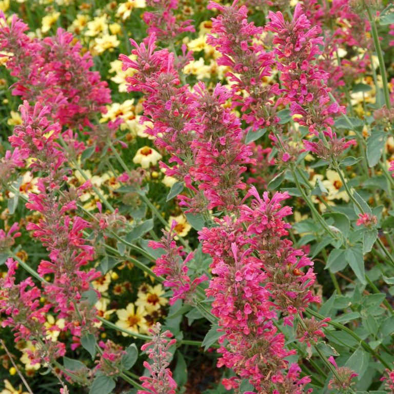 Agastache ‘Raspberry Summer’ | TERRA NOVA® Nurseries, Inc.