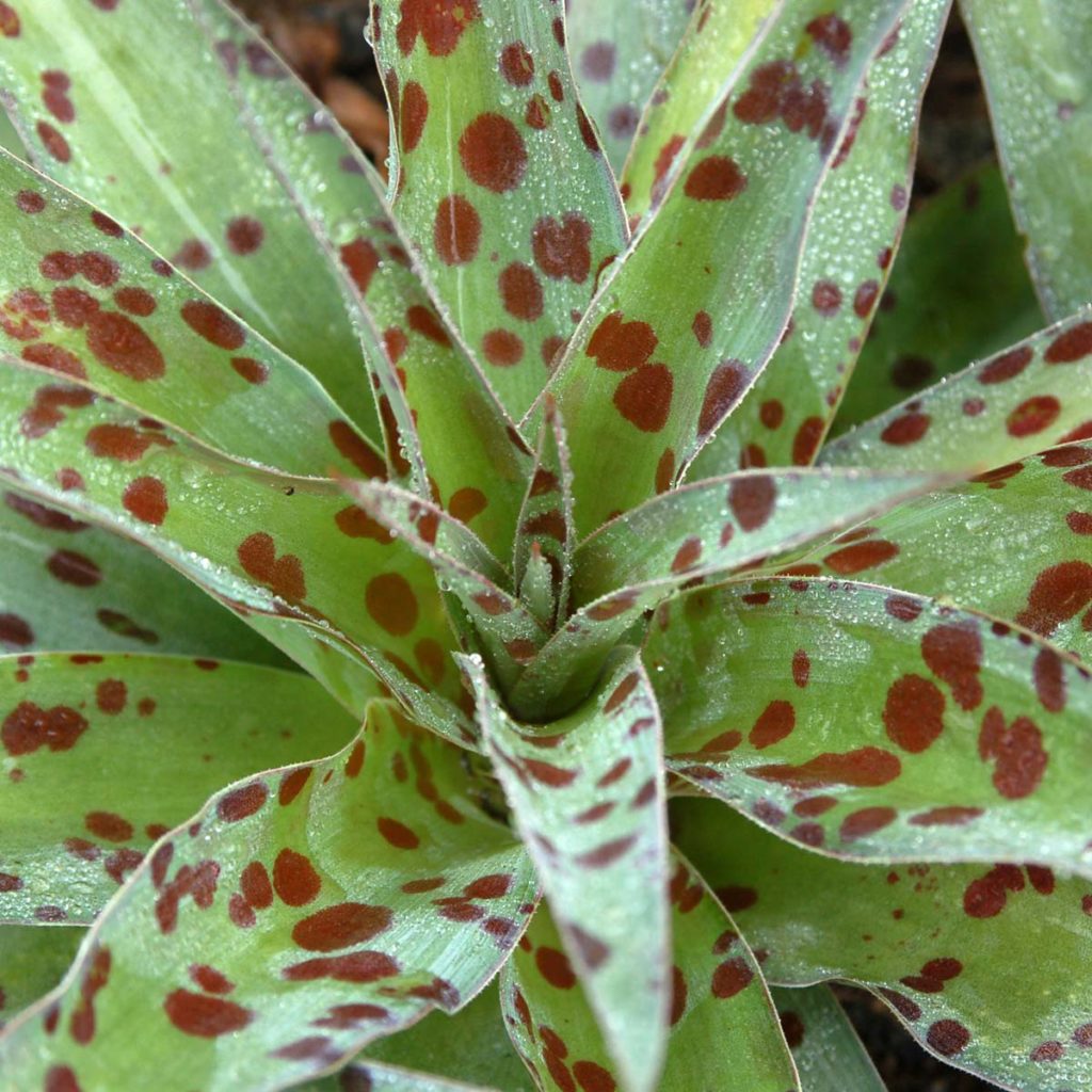 Agave ‘Spot’ | TERRA NOVA® Nurseries, Inc.