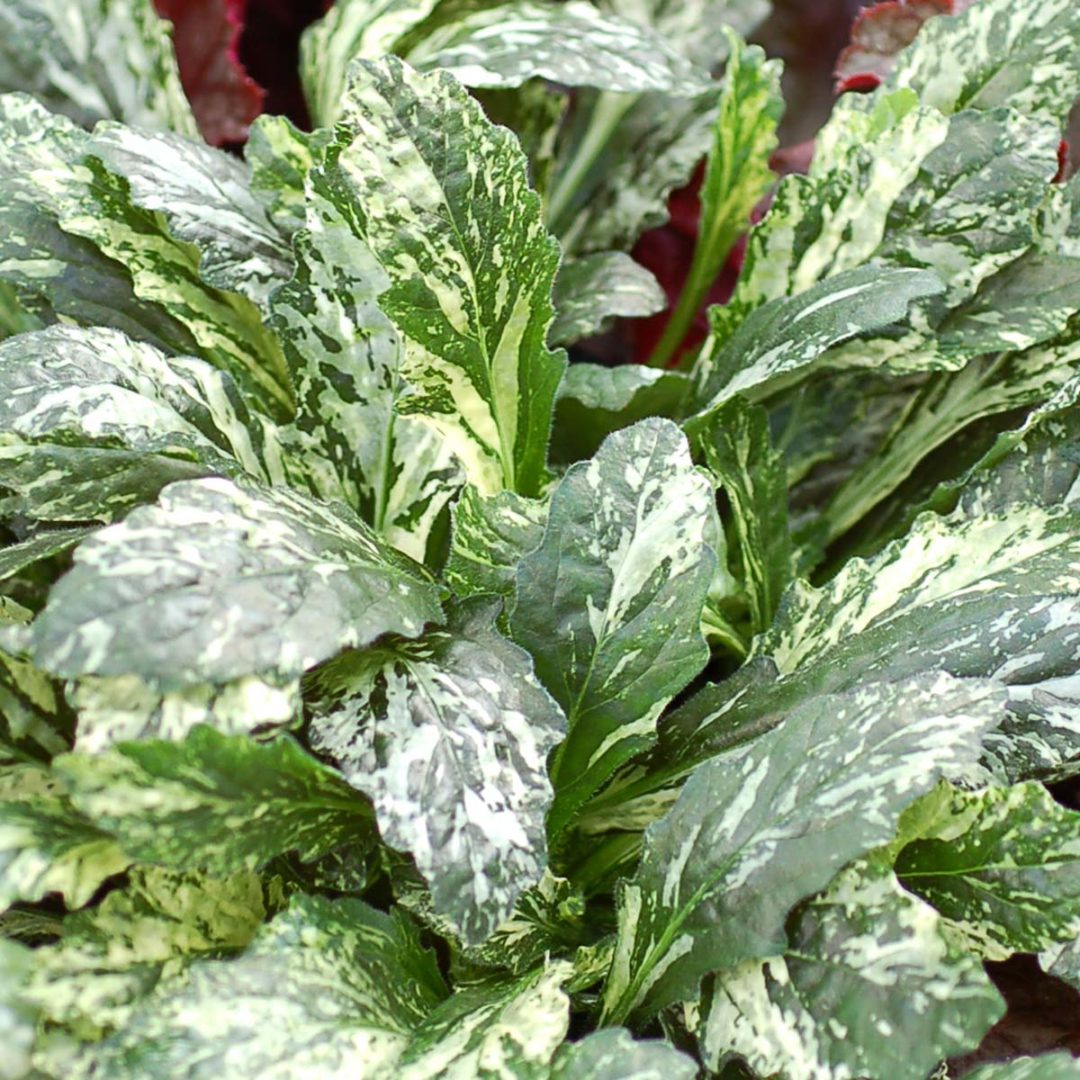 Ajuga ‘Sparkler’ | TERRA NOVA® Nurseries, Inc.
