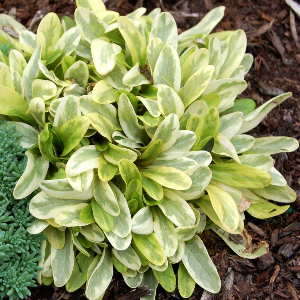 Ajuga ‘Toffee Chip’ | TERRA NOVA® Nurseries, Inc.