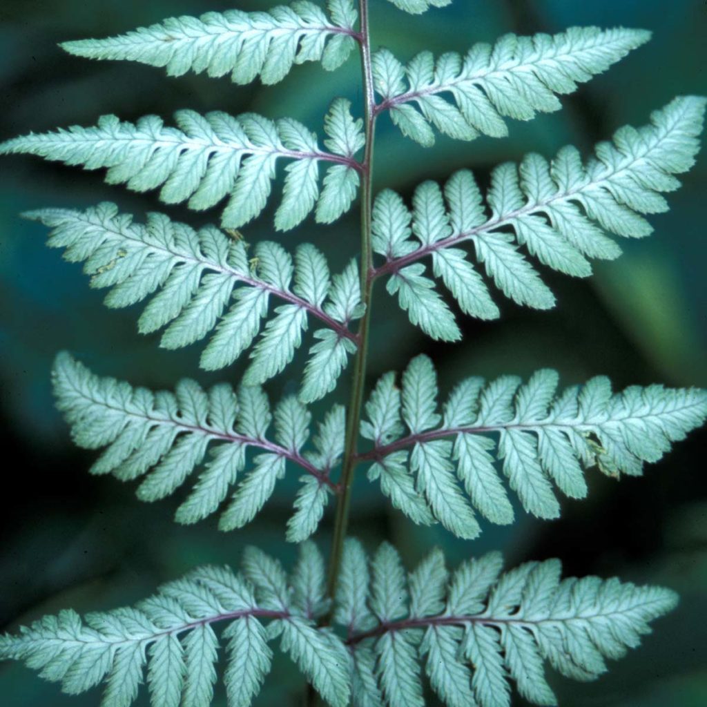 Athyrium ‘Silver Falls’ | TERRA NOVA® Nurseries, Inc.