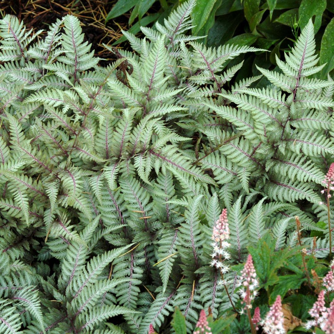 Athyrium ‘Wildwood Twist’ | TERRA NOVA® Nurseries, Inc.