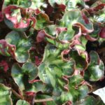 Begonia ‘Cathedral’ | TERRA NOVA® Nurseries, Inc.