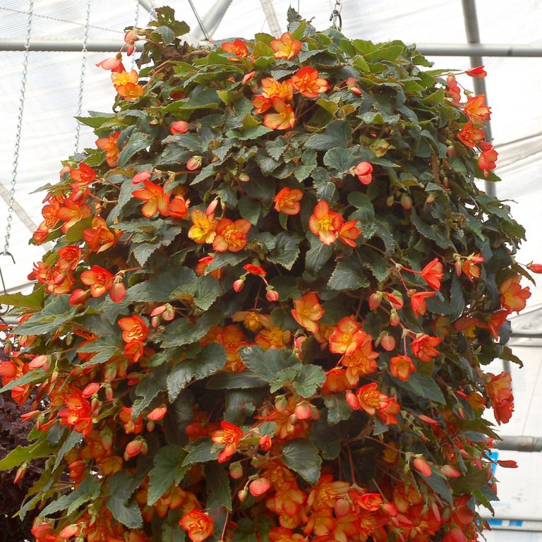 Begonia ‘Citra’ | TERRA NOVA® Nurseries, Inc.