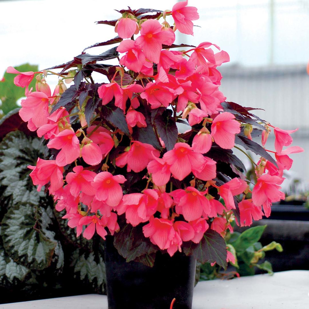 Begonia | TERRA NOVA® Nurseries, Inc.