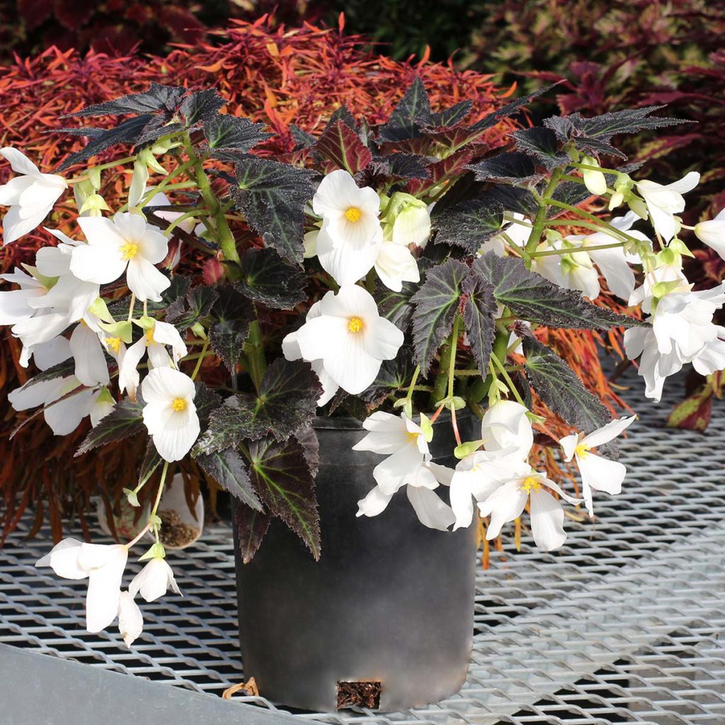Begonia COCOA™ ‘Enchanted Moonlight’ | TERRA NOVA® Nurseries, Inc.