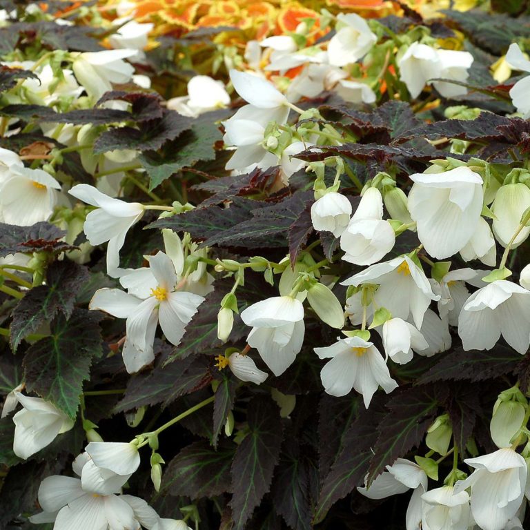 Begonia COCOA™ ‘Enchanted Moonlight’ | TERRA NOVA® Nurseries, Inc.