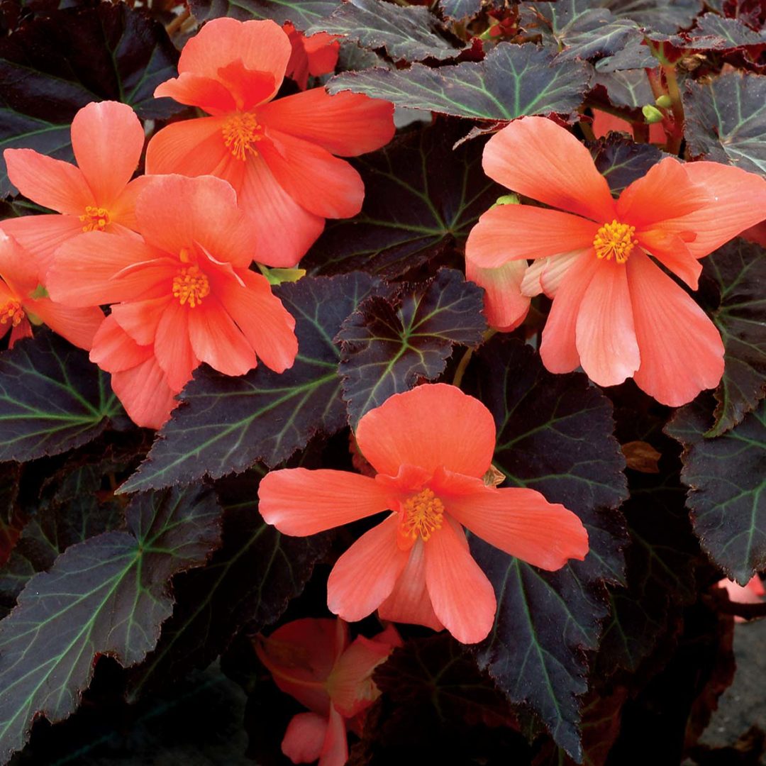 Begonia COCOA™ ‘Enchanted Sunrise’ | TERRA NOVA® Nurseries, Inc.