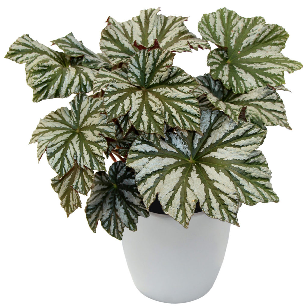 Begonia ‘Cool Breeze Glacier’ | TERRA NOVA® Nurseries, Inc.