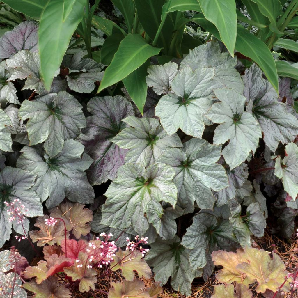 Begonia ‘Cool Breeze Rouge’ | TERRA NOVA® Nurseries, Inc.