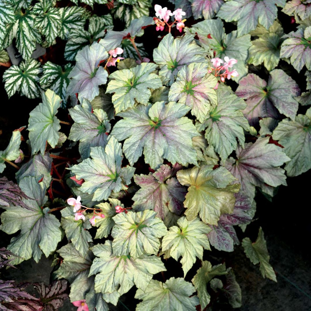 Begonia ‘Cool Breeze Rouge’ | TERRA NOVA® Nurseries, Inc.