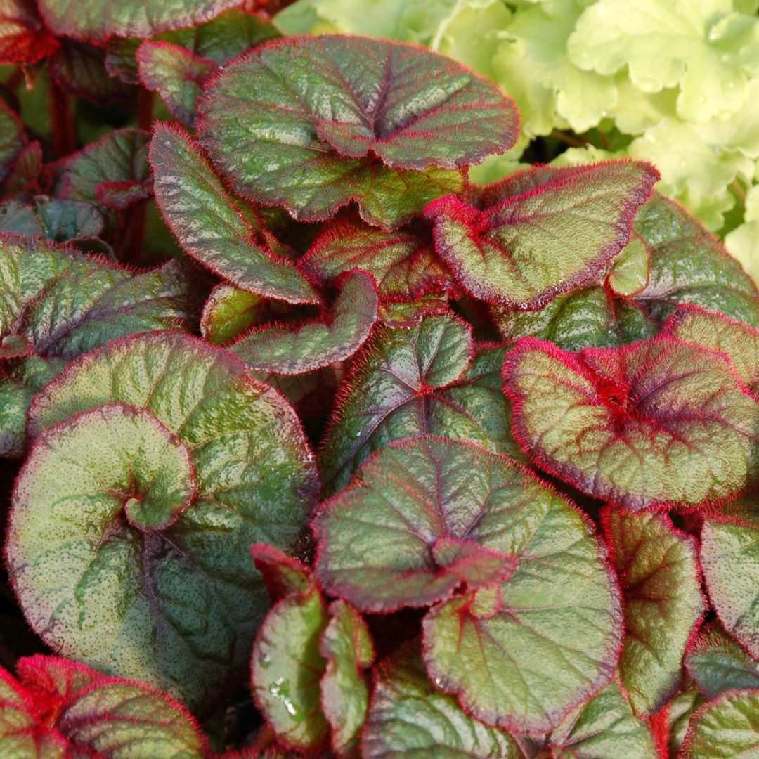 Begonia ‘Curly Fireflush’ | TERRA NOVA® Nurseries, Inc.