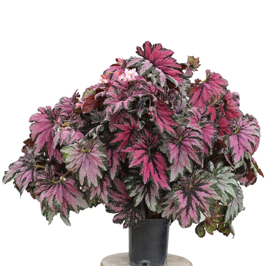 Begonia T REX® ‘Dancing Peacock’ | TERRA NOVA® Nurseries, Inc.
