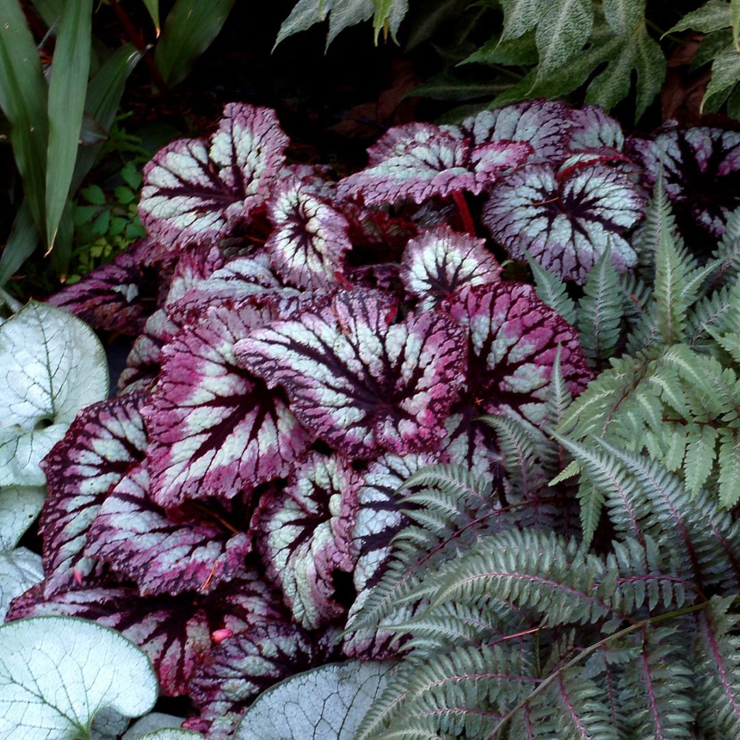 Begonia ‘Fireworks’ | TERRA NOVA® Nurseries, Inc.