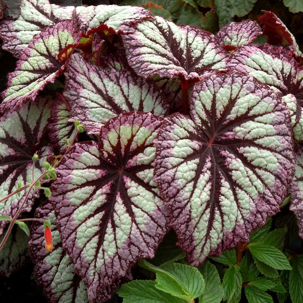 Begonia ‘Fireworks’ | TERRA NOVA® Nurseries, Inc.