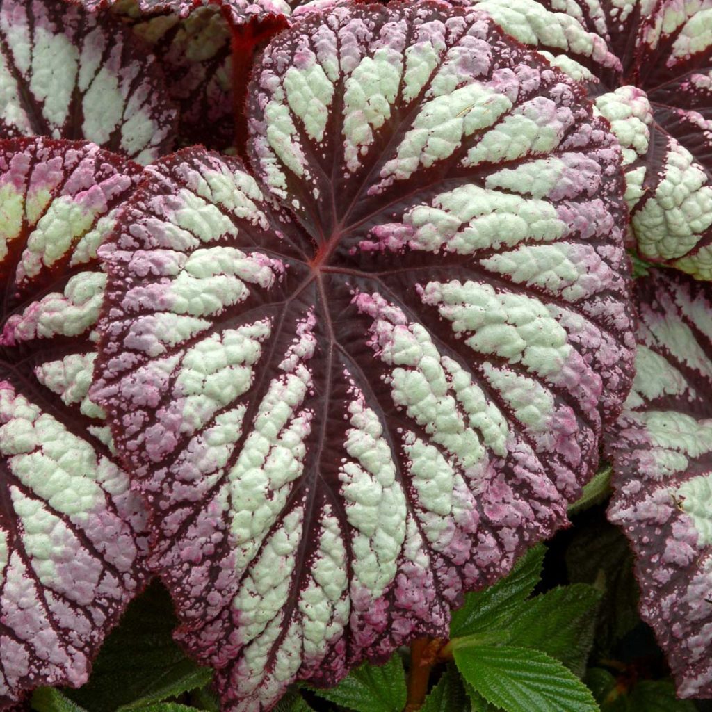 Begonia ‘Fireworks’ | TERRA NOVA® Nurseries, Inc.