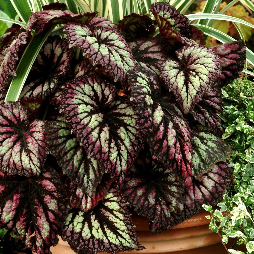 Begonia ‘Fireworks’ | TERRA NOVA® Nurseries, Inc.