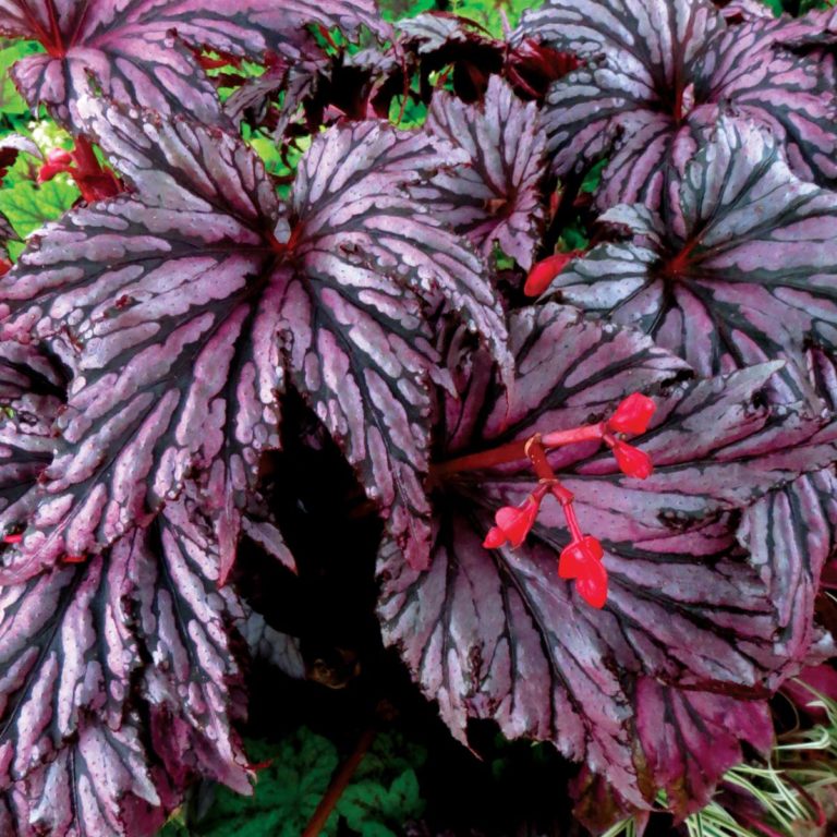 Begonia ‘Garden Angel Plum’ | TERRA NOVA® Nurseries, Inc.