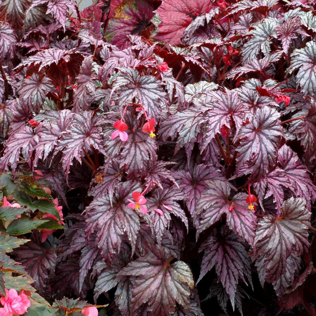 Begonia ‘Garden Angel Plum’ | TERRA NOVA® Nurseries, Inc.