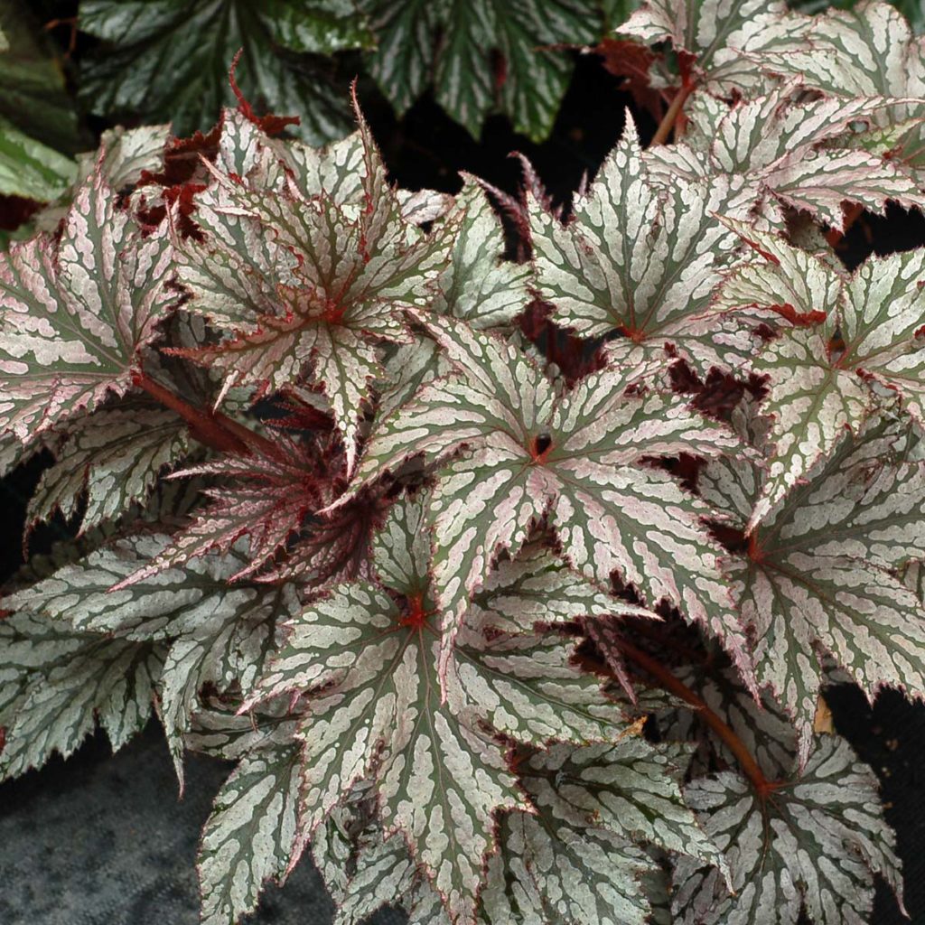 Begonia ‘Garden Angel Silver’ | TERRA NOVA® Nurseries, Inc.