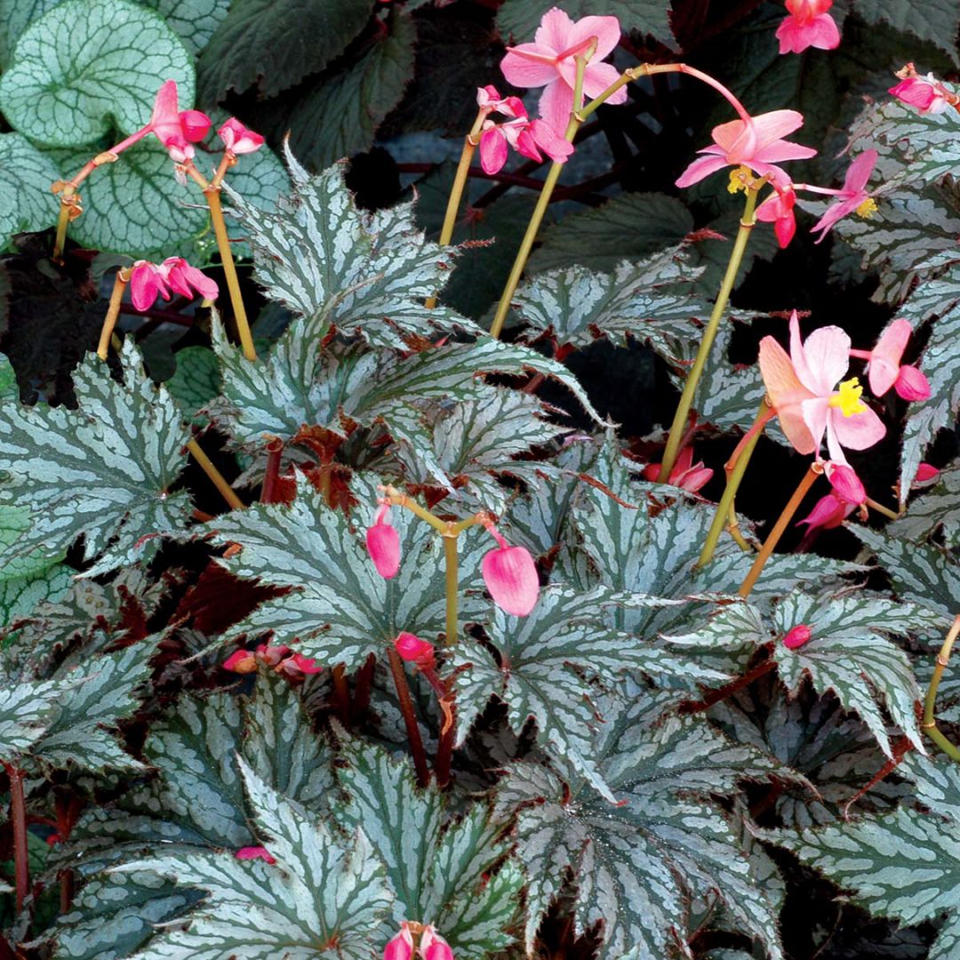 Begonia ‘Garden Angel Silver’ | TERRA NOVA® Nurseries, Inc.
