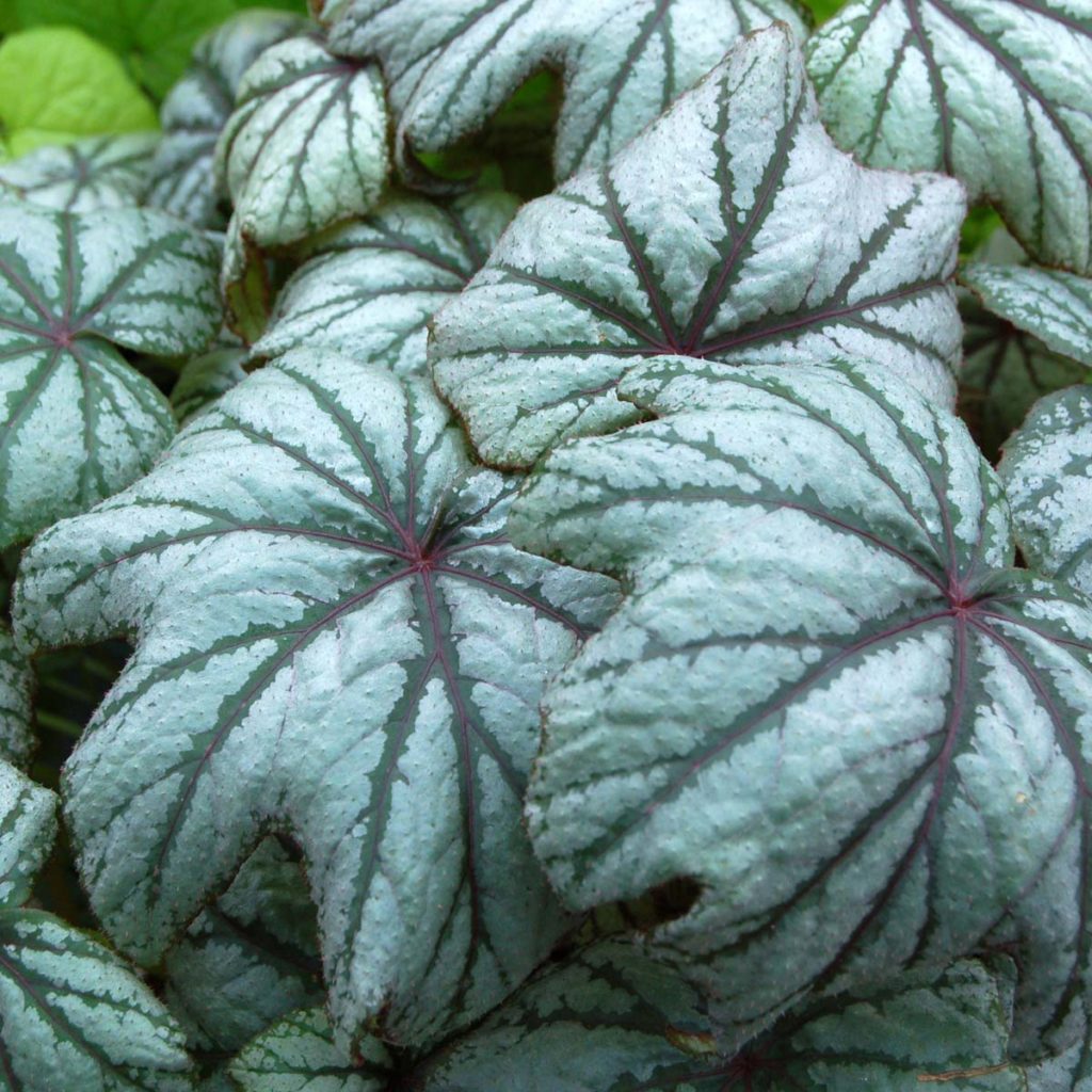 Begonia ‘Metallic Mist’ | TERRA NOVA® Nurseries, Inc.