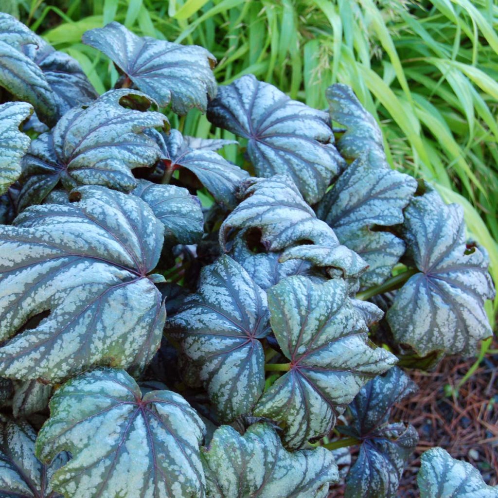 Begonia ‘Metallic Mist’ | TERRA NOVA® Nurseries, Inc.
