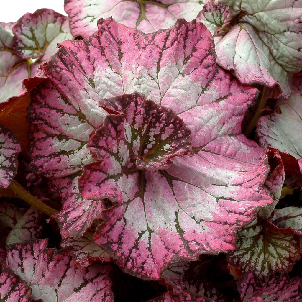 Begonia | TERRA NOVA® Nurseries, Inc.
