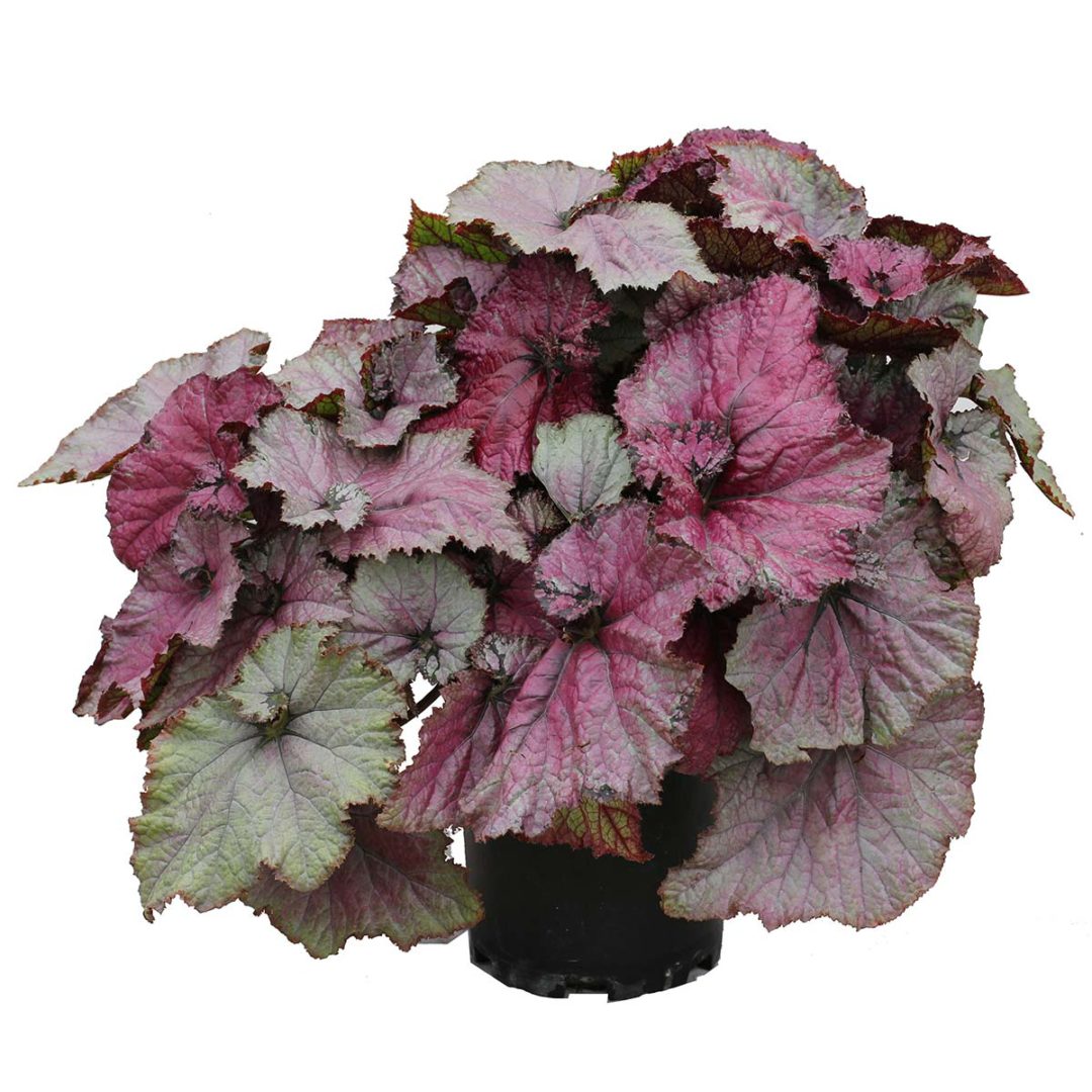 Begonia NAUTILUS™ ‘Ruby’ | TERRA NOVA® Nurseries, Inc.