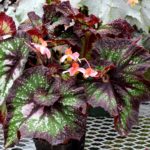 Begonia NAUTILUS™ ‘Supreme’ | TERRA NOVA® Nurseries, Inc.